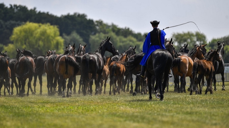 Video: Hungarian Csikós Proceeded Cowboys - XpatLoop.com