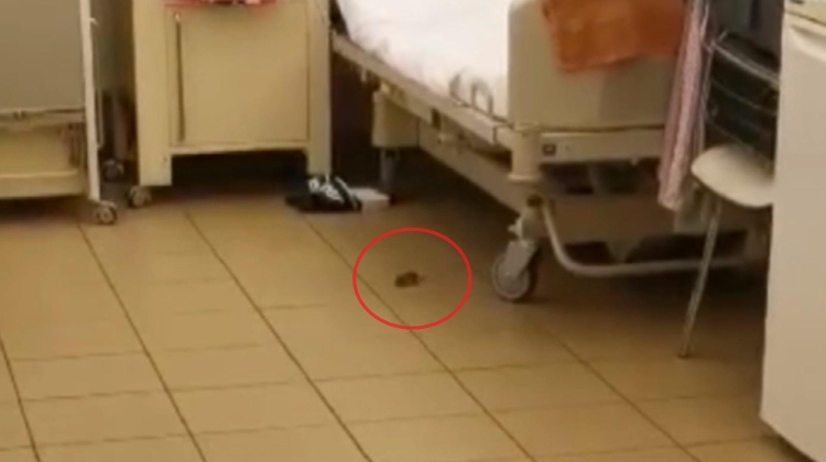 Hospital Mouse Becomes TV Star In Hungary - XpatLoop.com
