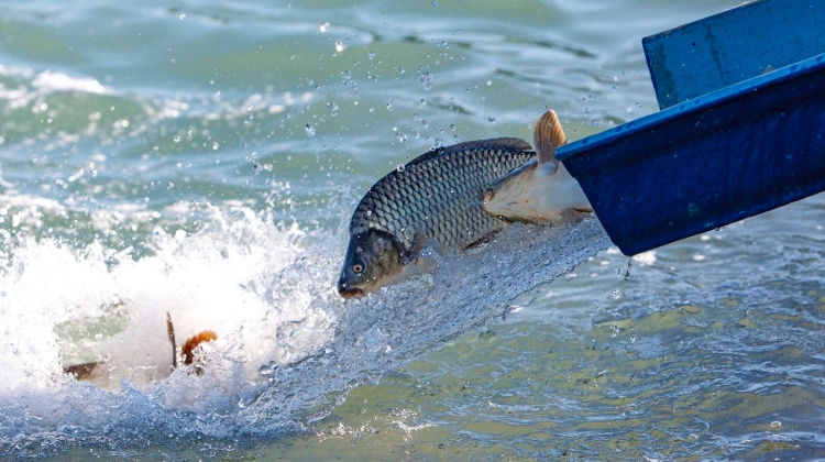 Balaton Fall Fish Restocking Being Carried Out - XpatLoop.com