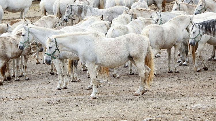 Hungarian String Band, Lipizzan Horse Breeding on UNESCO List ...