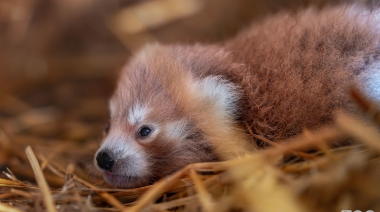 Debrecen Zoo in Eastern Hungary Welcomes Its First Red Panda Cub ...